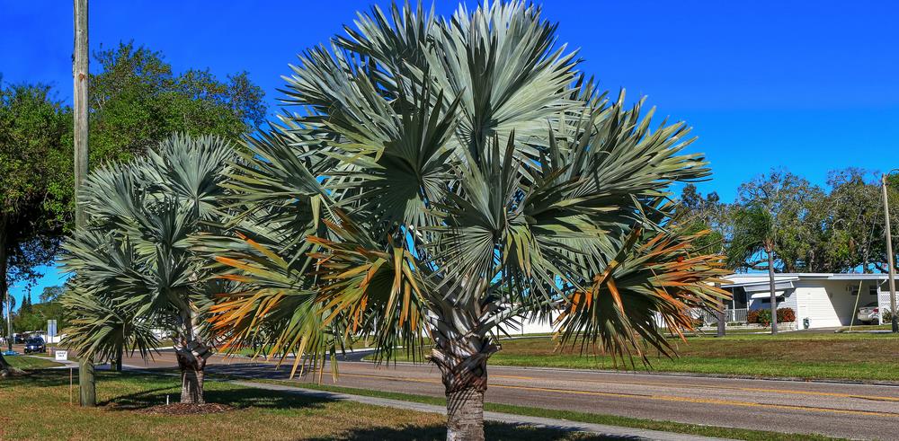 Blaue Hesperidenpalme (Brahea Armata) - Zimmerpalmen