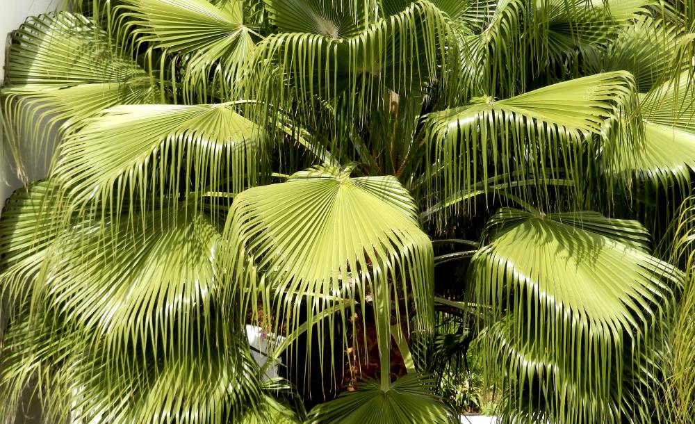 Felsenpalme (Brahea dulcis) - Zimmerpalmen