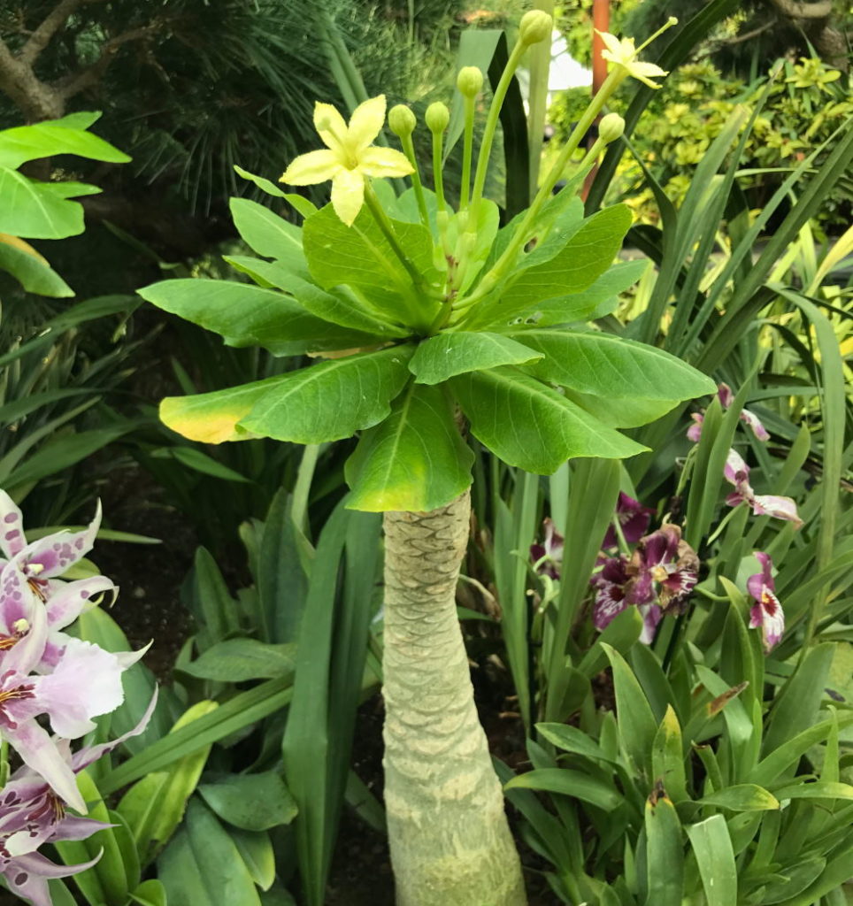 Hawaii Palme (Vulkanpalme, Brighamia Insignis) - Zimmerpalmen