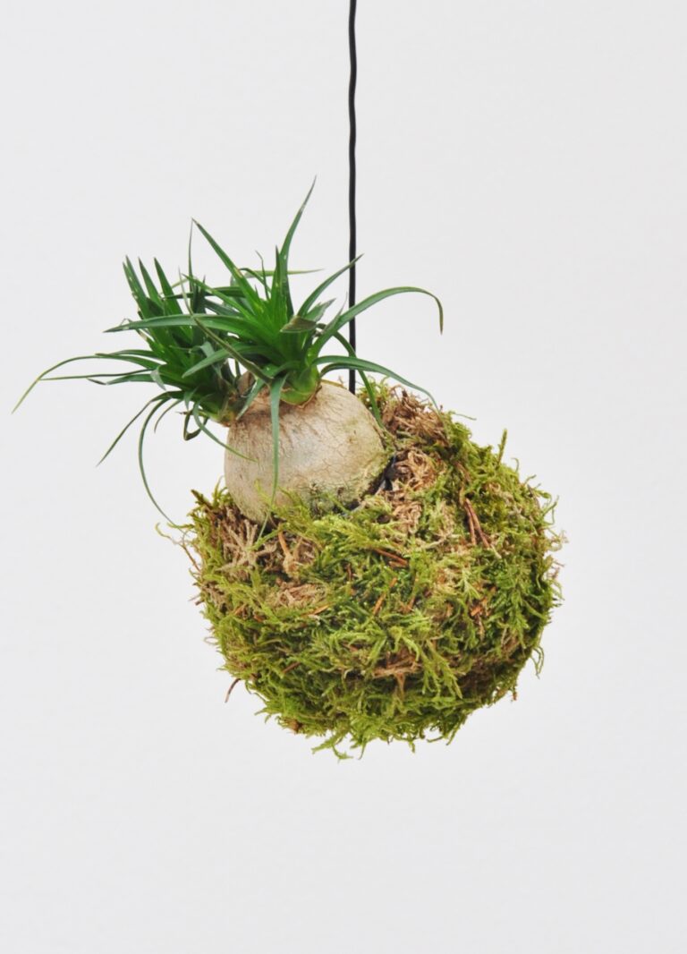 Kokedama (Moosball) Elefantenfuß - Zimmerpalmen