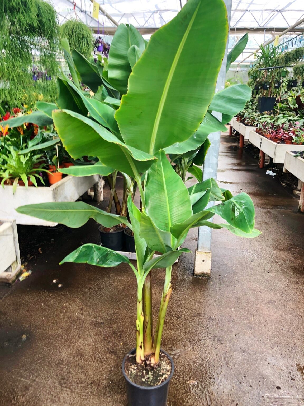 Echte Bananenstaude (Chiquita Banane), ca. 160-170cm mit Topf ...