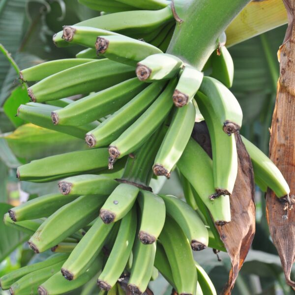 Bananenstaude (Musa basjoo) - Infos zu Palme, Eignung und Pflege