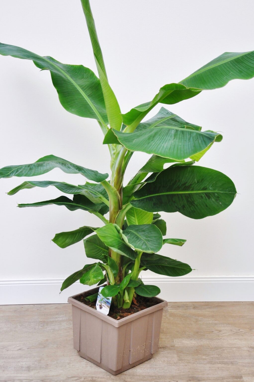 Bananenstaude (Zwerg-Essbanane) - Zimmerpalmen