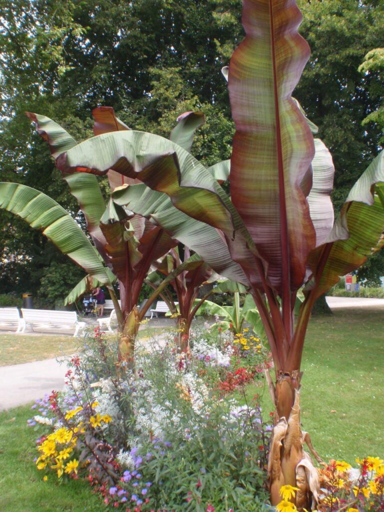 Bananenstaude (Rote Zierbanane, Abessinische Banane), 40-50cm mit Topf ...