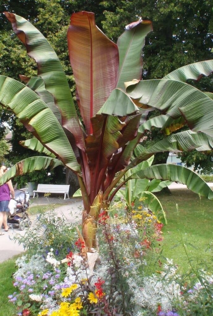 Bananenstaude (Rote Zierbanane) - Zimmerpalmen